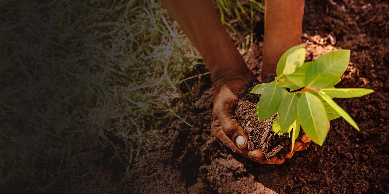 Planting Trees Pictures